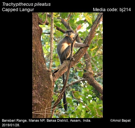 Trachypithecus Pileatus Blyth 1843 Capped Langur Mammals