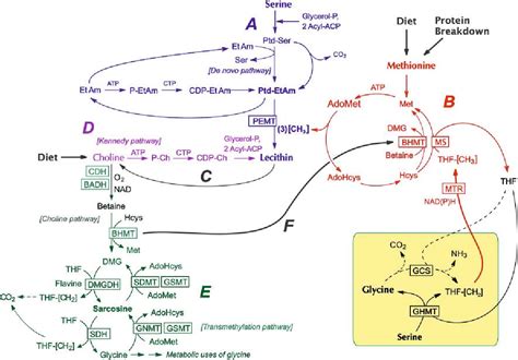 Choline Metabolism Pathway Brain Mind Article