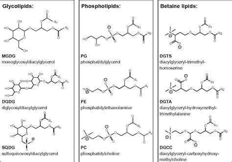 Figure 1 From Microbial Sources Of Intact Polar Diacylglycerolipids In