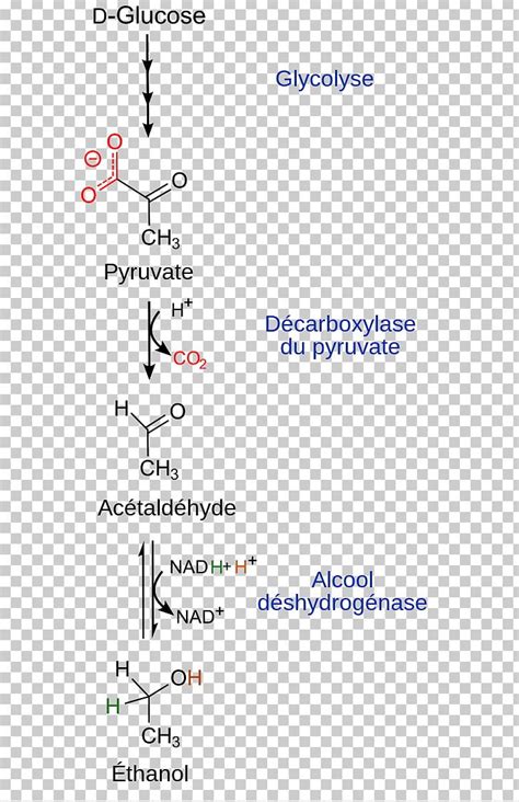 Pyruvate To Ethanol