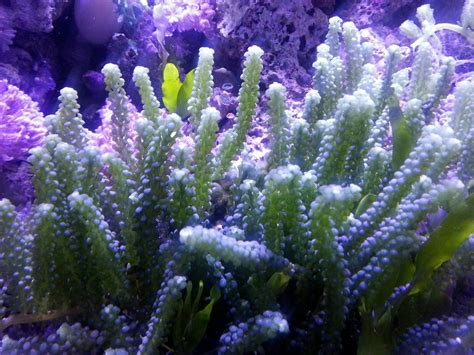 32 Green Macroalgae Species Ideas Saltwater Tank Marine Tank Marine
