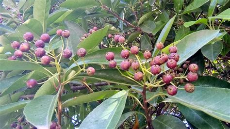 美丽吉安之冬韵：石楠果子红了 知乎