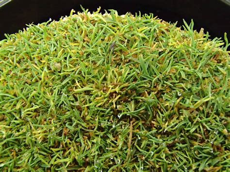 黄化萎縮病 害虫雑草病害一覧 TG芝生ニュース 東洋グリーン株式会社