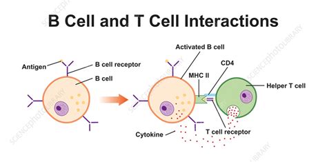 B Cell And T Cell Interaction Illustration Stock Image F037 4449