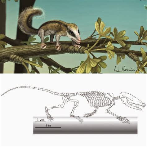 Species New To Science Paleomammalogy • 2015 Agilodocodon Scansorius