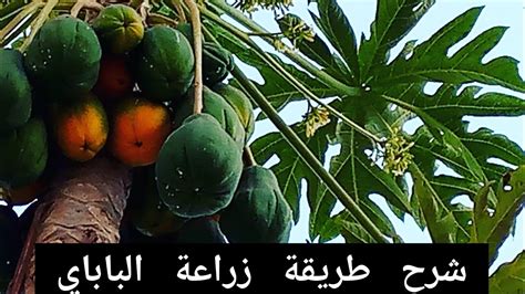 شرح طريقة زراعة الباباي في المنزل Youtube