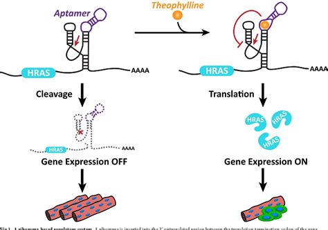 Figure 1 From Modulating Myoblast Differentiation With Rna Based