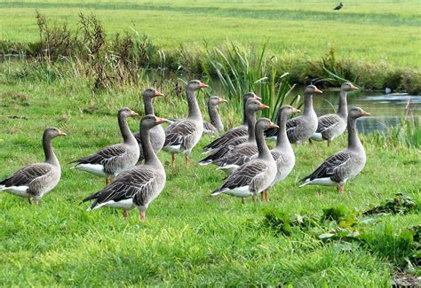 Jak Poznat Husu Od Housera
