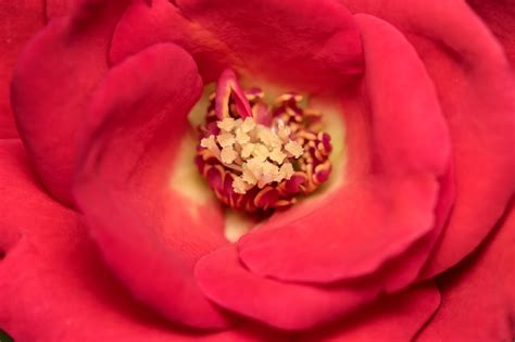 오시 고 Pistils 레드의 최대stamens의 매크로 사진 가까이 꽃 꽃이 Pistils 자세히 0명에 대한 스톡 사진 및
