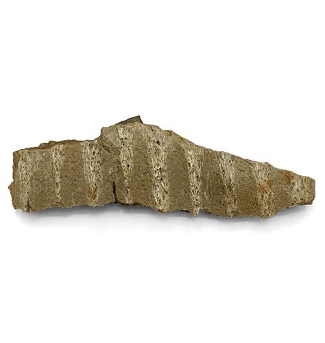 Fossils For Sale Fossils Partial Cretaceous Dinosaur