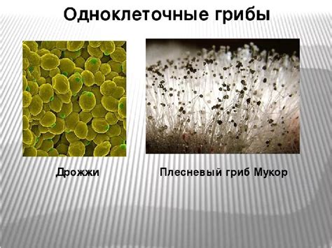 Презентация по биологии 5 класс Многообразие и значение грибов