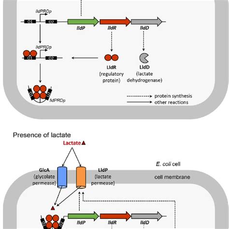 Quantitative Analysis Of Cell Culture Samples Using Lactate Biosensor Download Scientific