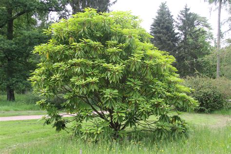 Daphniphyllum Macropodum Pan Global Plants