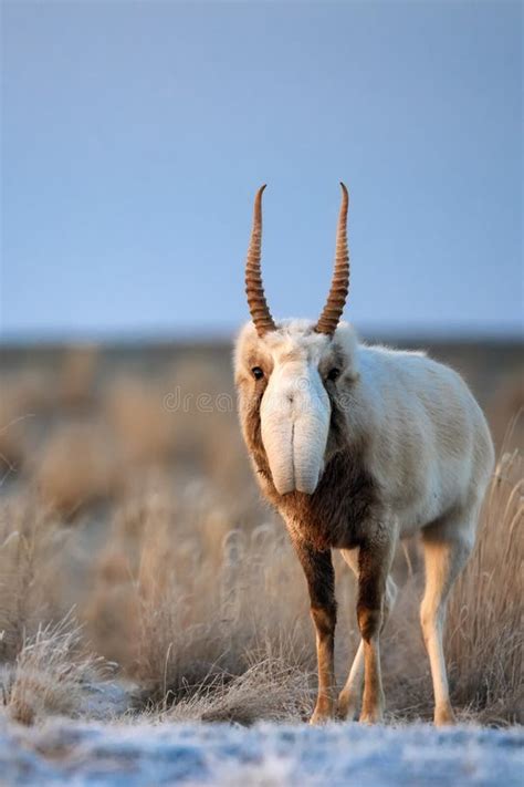 Saiga Antelope Or Saiga Tatarica Stands In Steppe Near Waterhole In