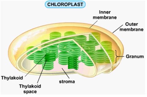 Chloroplast Structure Diagram
