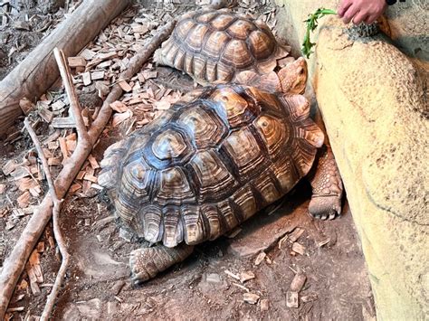 육지 거북이 종류 키우기 설가타 육지거북 수명 밥 주의점 네이버 블로그