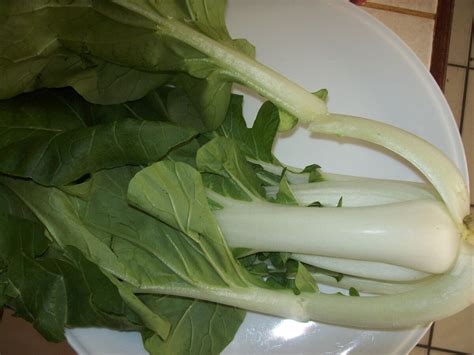 Paksoi Recepten Wiki Fandom