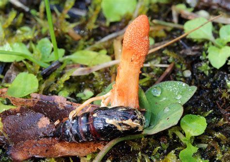 Cordyceps Militaris The Ultimate Mushroom Guide Tea Recipe