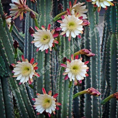 Trichocereus Peruvianus