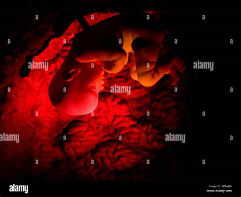 File A Human Embryo Is Shown In A Three Dimensional Film On Human