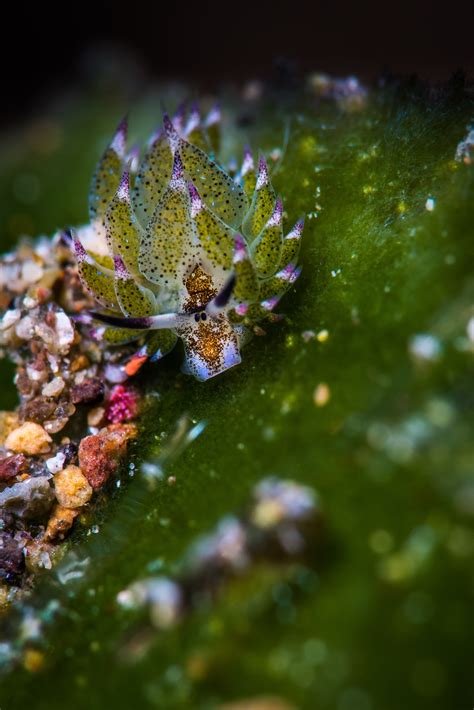 Leaf Sheep Costasiella Kuroshimae Complete Care Guide Reeflings