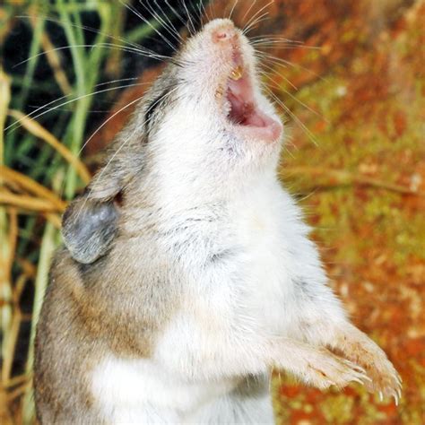 Grasshopper Mouse Cute