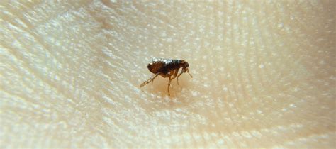 Can Fleas Fly How To Handle An Infestation Abc Blog