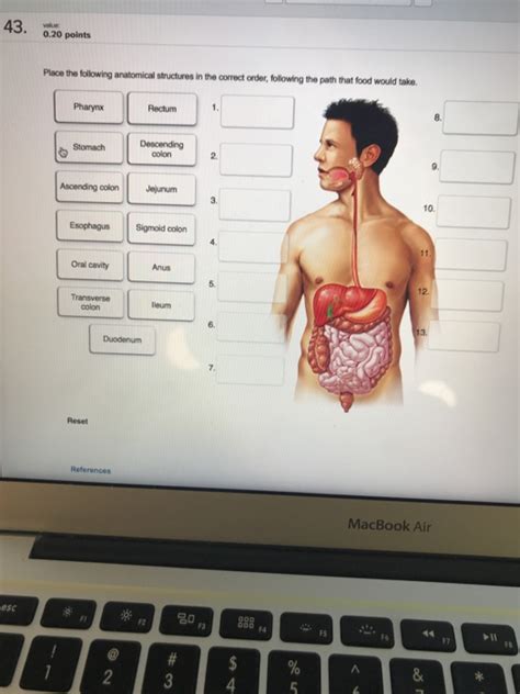 solved 0 20 points place the following anatomical structures