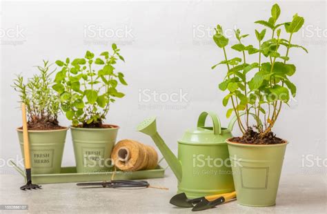 신선한 향기로운 허브가 담긴 화분 밝은 배경에 화분에서 자라는 모듬 신선한 허브 클로즈업 로즈마리 바질 민트 백리향 오레가노