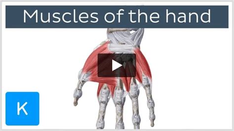 Palmar Aponeurosis Anatomy Structure Function Kenhub