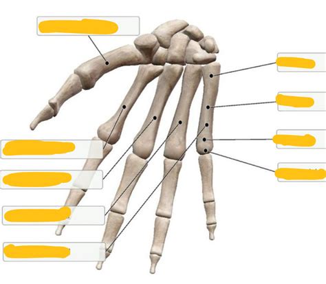 Metacarpals Diagram Quizlet