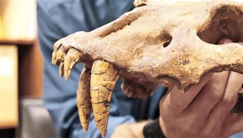 Ugly Fossil Reveals Ancient Saber Tooth Cat S Texas Habitat