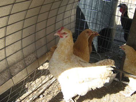 Vivian Evans Tranquility Farm English Lemon Cuckoo Orpingtons