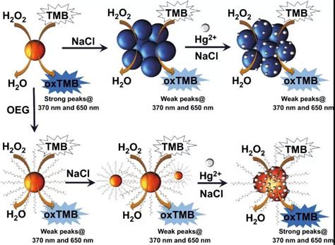 Nanomedicine Biological Nanomaterials Beike Nanodelivery System