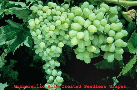 Gibberellic Acid Ga3 Shaoxing Biotech Chemical Co Ltd