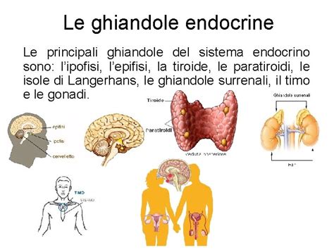Il Sistema Endocrino Le Ghiandole Endocrine Le Principali
