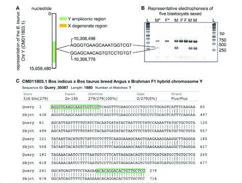 Schematics Of Pcr Assay For Sexing Samples From Cattle A Position Of