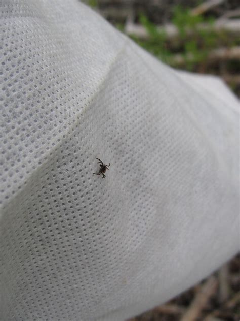 What Is Lyme Disease And What Are The Symptoms Vancouver Is Awesome