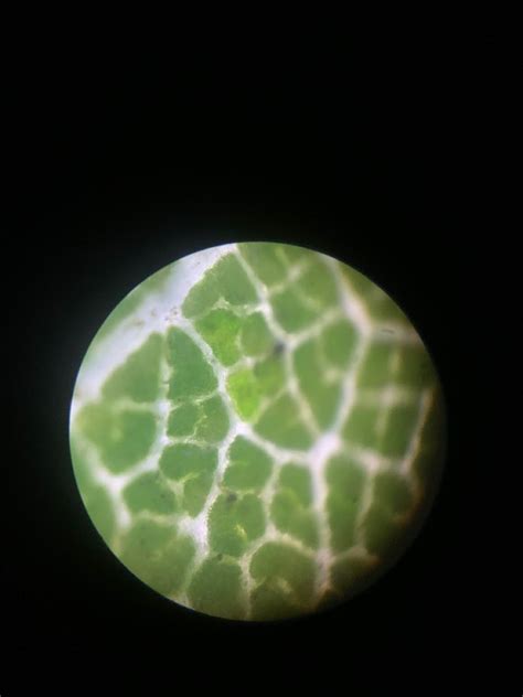 16 Microscope Ideas Microscope Arc Welding Oak Leaf