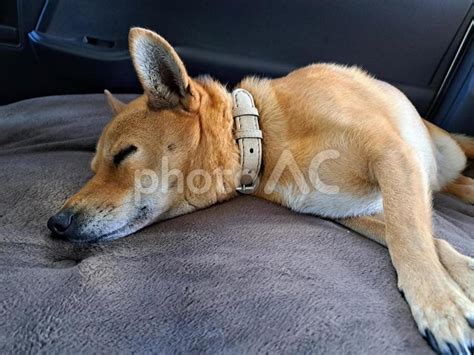 犬 No 28331677｜写真素材なら「写真ac」無料（フリー）ダウンロードok