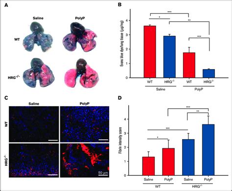 Comparison Of The Effect Of Ip Polyp On Perfusion And Fibrin Deposition