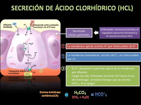 FISIOLOGÍA BÁSICA BLOG DE EVIDENCIAS OLIMPIA GAXIOLA PRODUCCIÓN DE