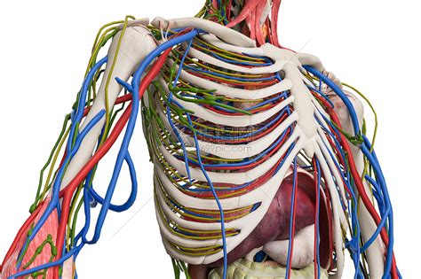 人体结构特写图片素材 正版创意图片401795396 摄图网