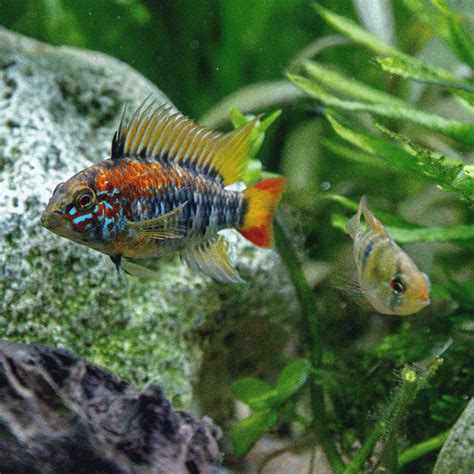 Apistogramma Macmasteri Red Pair