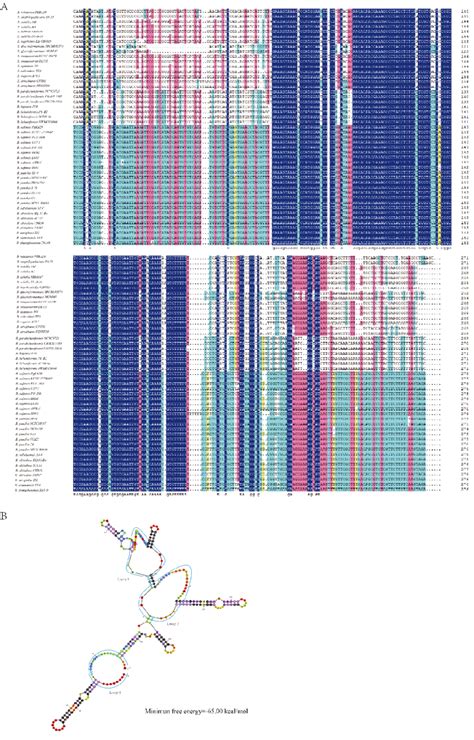 Sequence Conservation And Secondary Structure Of Bvs091 A Sequence