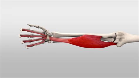 Flexor Digitorum Superficialis Rehab My Patient