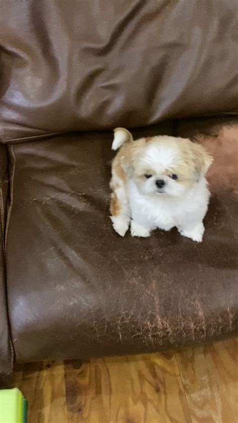 小谷 名犬おすし号 on Twitter 圧に負けて名犬レッスンします 名犬おすし号