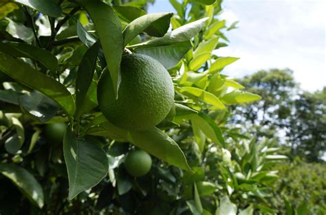 Fotos gratis árbol rama Fruta flor comida verde Produce limón