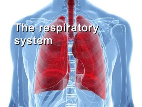 Respiratory System Ppt