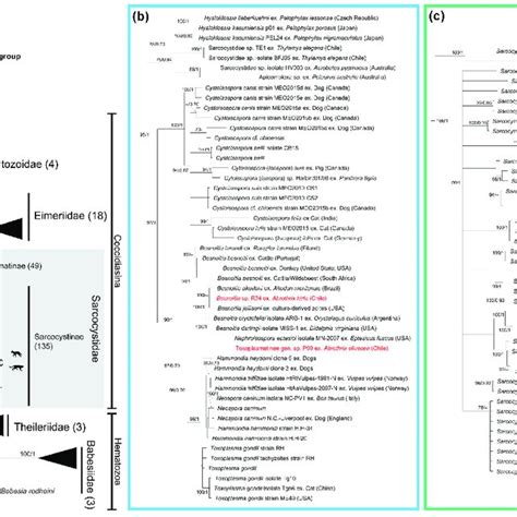 Consensus Tree Inferred From A Subset Of Apicomplexan Species Using